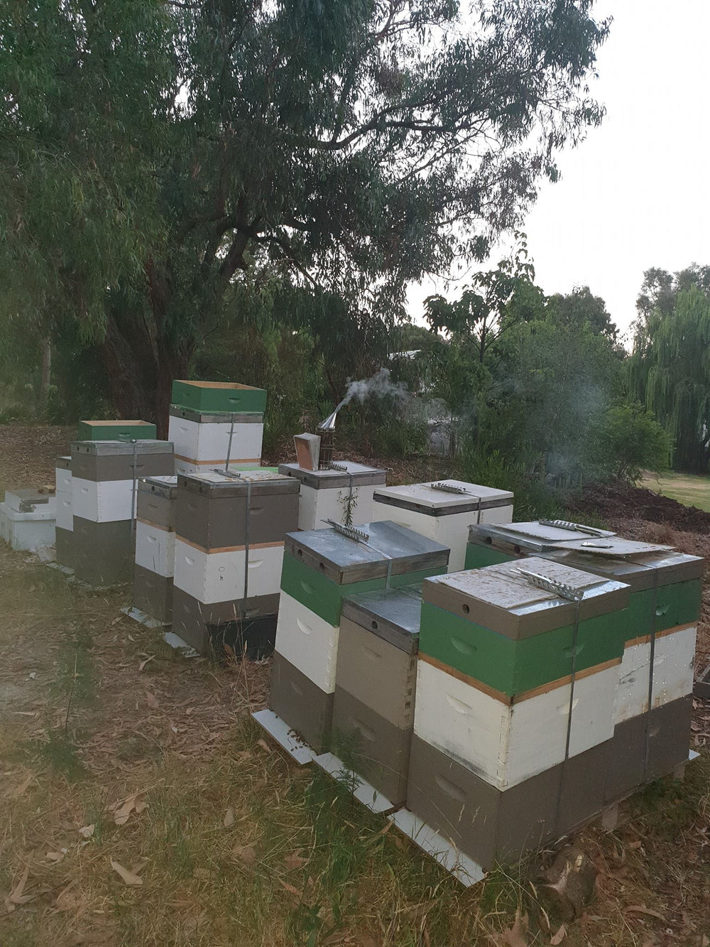 Bee Colonies & Queens