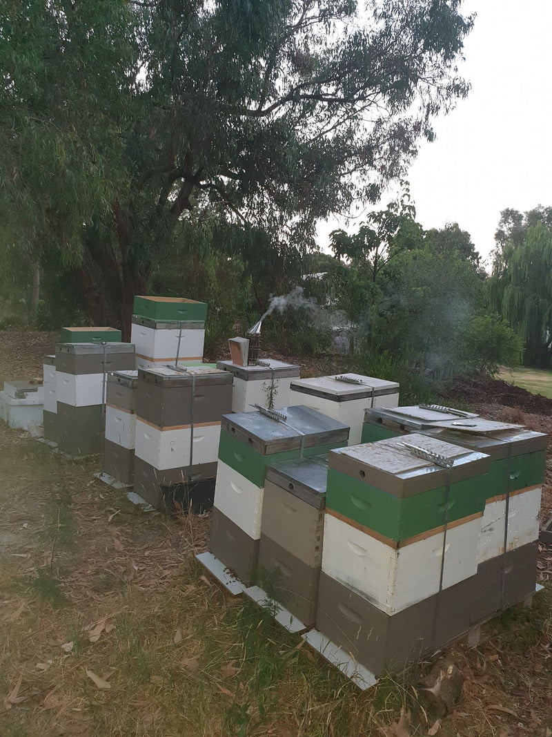 Bee Colonies & Queens