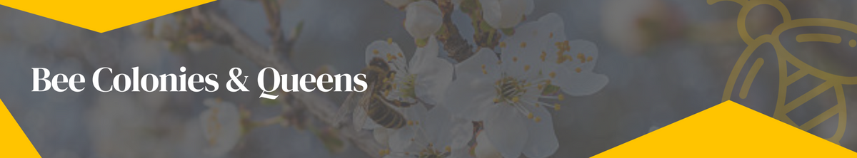 Bee Colonies & Queens